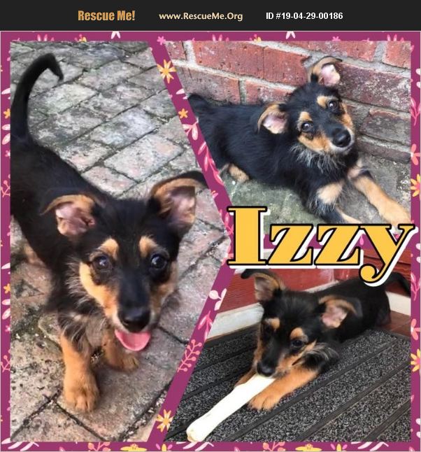 ADOPT 19042900186 ~ Yorkie Rescue ~ Houston, TX