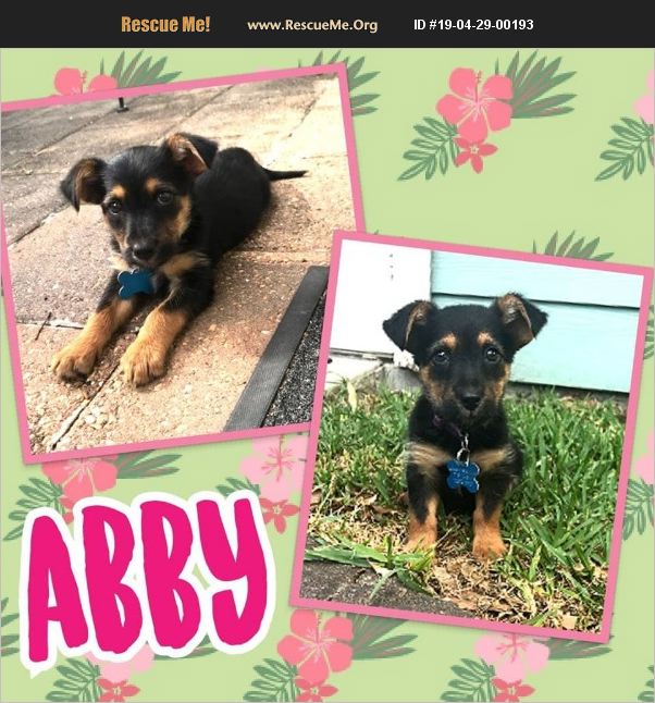 ADOPT 19042900193 ~ Yorkie Rescue ~ Houston, TX