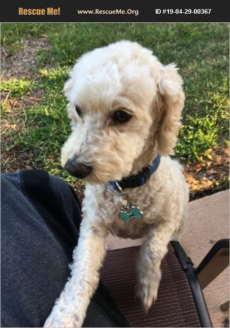 ADOPT 19042900367 ~ Cockapoo Rescue ~ Jacksonville, FL