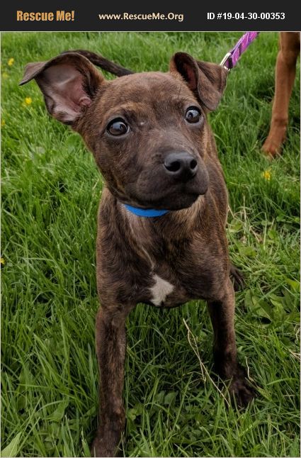 ADOPT 19043000353 ~ Boston Terrier Rescue ~ Lisbon, OH