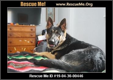 - Colorado German Shepherd Rescue - ADOPTIONS - Rescue Me!