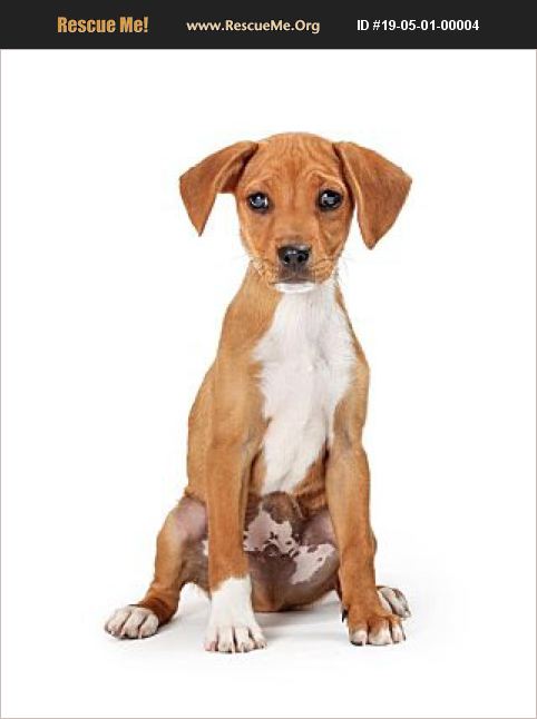 ADOPT 19050100004 ~ Beagle Rescue ~ Scottsdale, AZ