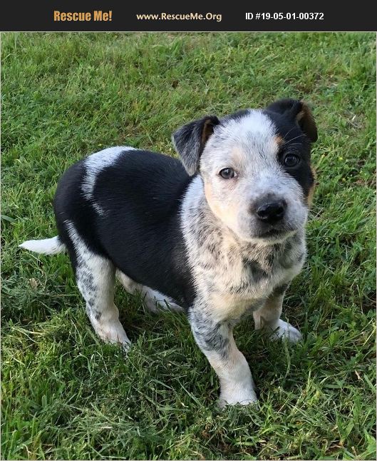 ADOPT 19050100372 ~ Australian Cattle Dog Rescue ~ Rochester, NH
