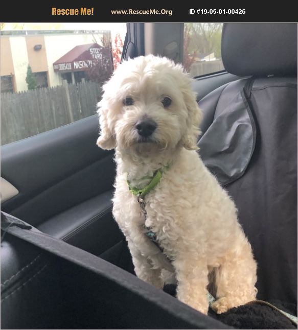ADOPT 19050100426 ~ Cockapoo Rescue ~ Bethel, CT