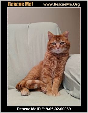 - Michigan Cat Rescue - ADOPTIONS - Rescue Me!