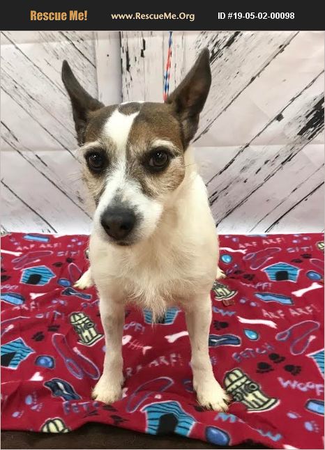 ADOPT 19050200098 ~ Jack Russell Rescue ~ Winchester, VA