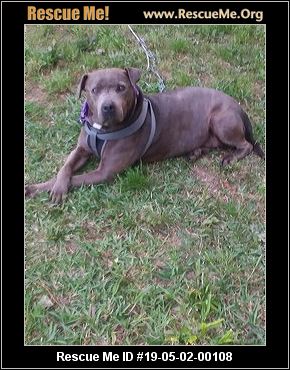 - North Carolina Pit Bull Rescue - ADOPTIONS - Rescue Me!
