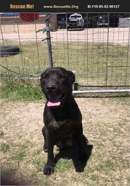ADOPT 19050200127 ~ Lab Rescue ~ Colorado Springs, CO