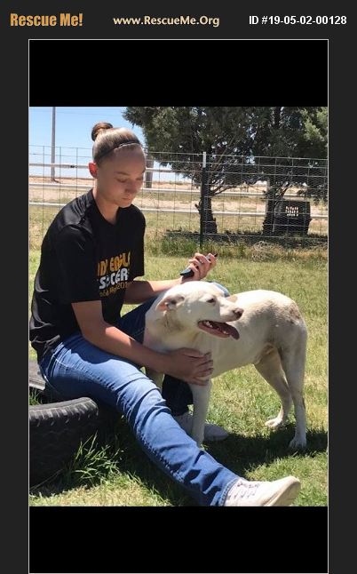 ADOPT 19050200128 ~ Lab Rescue ~ Colorado Springs, CO