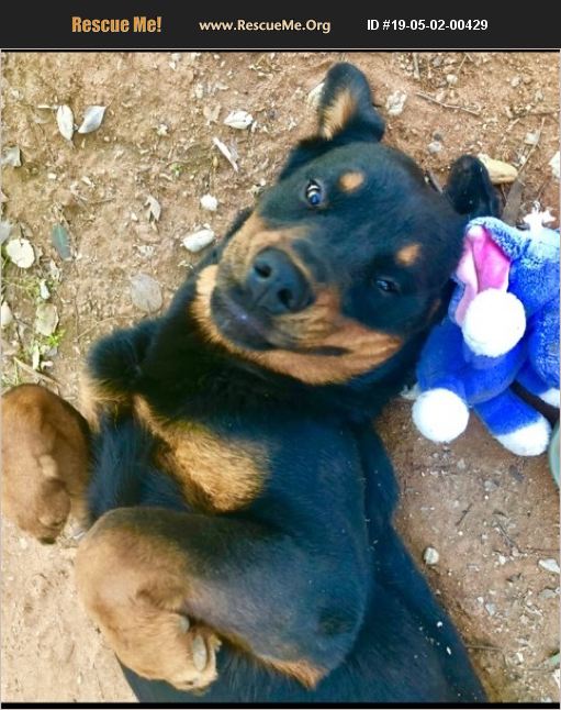 ADOPT 19050200429 ~ Rottweiler Rescue ~ San Diego County, CA