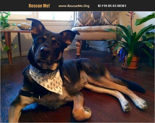 ADOPT 19050300361 ~ German Shepherd Rescue ~ Indianapolis, IN