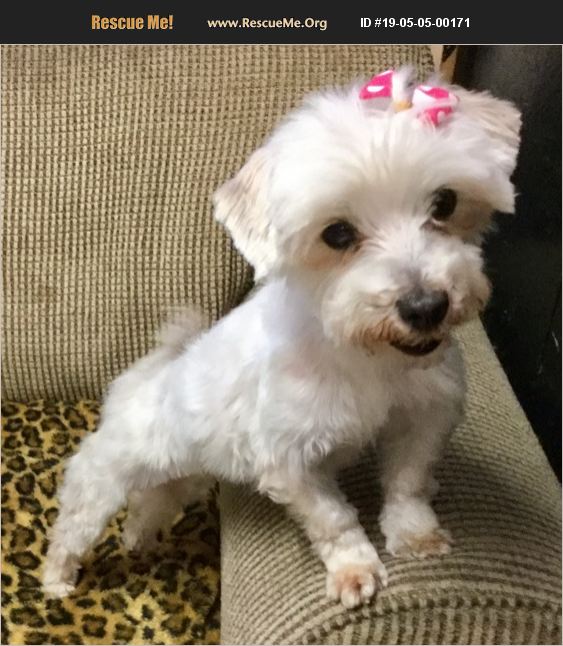 ADOPT 19050500171 ~ Maltese Rescue ~ Phoenix, AZ