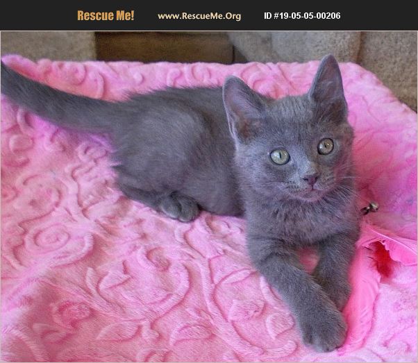 ADOPT 19050500206 ~ Russian Blue Rescue ~ Phoenix, AZ