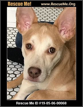 - Ohio Siberian Husky Rescue - ADOPTIONS - Rescue Me!