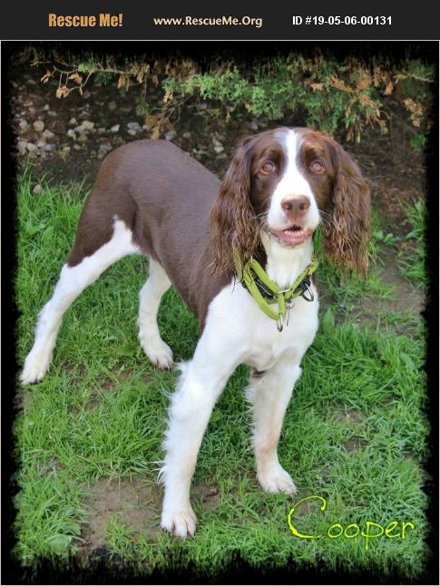 ADOPT 19050600131 ~ English Springer Spaniel Rescue ~ Shippenville, PA