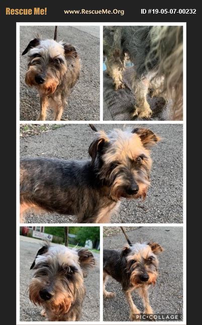 ADOPT 19050700232 ~ Schnauzer Rescue ~ Longview, TX