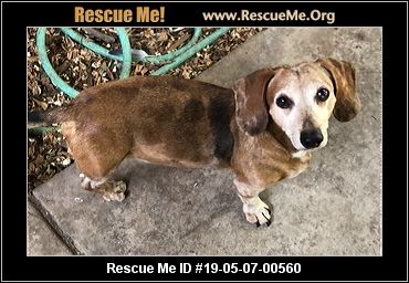 - Arizona Dachshund Rescue - ADOPTIONS - Rescue Me!