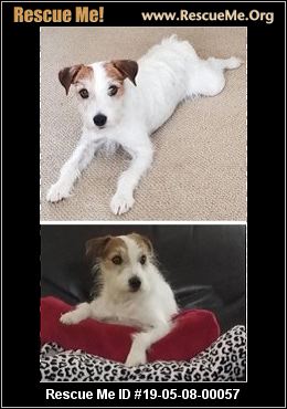 - Texas Jack Russell Rescue - ADOPTIONS - Rescue Me!