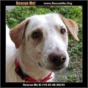 - Ohio Lab Rescue - ADOPTIONS - Rescue Me!