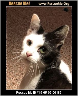 - Massachusetts Cat Rescue - ADOPTIONS - Rescue Me!