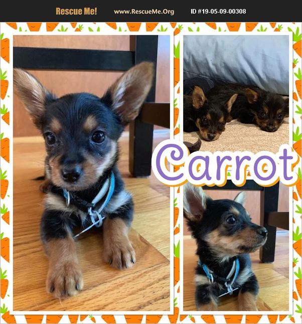 ADOPT 19050900308 ~ Yorkie Rescue ~ Houston, TX