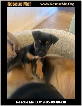 - Virginia Yorkie Rescue - ADOPTIONS - Rescue Me!