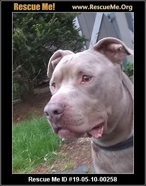 - New Jersey American Bulldog Rescue - ADOPTIONS - Rescue Me!