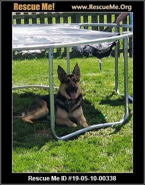 - Indiana German Shepherd Rescue - ADOPTIONS - Rescue Me!