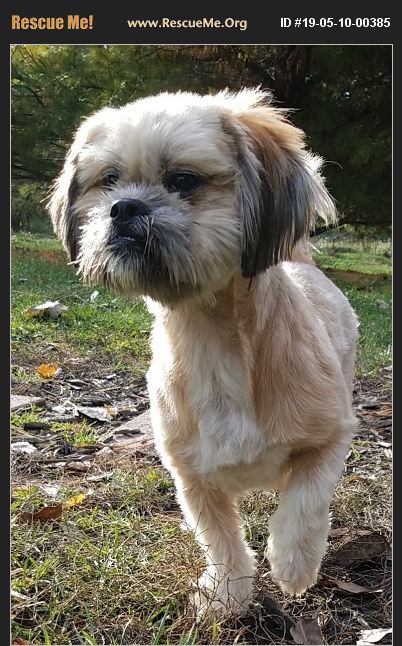 ADOPT 19051000385 ~ Lhasa Apso Rescue ~ sheridan, IL