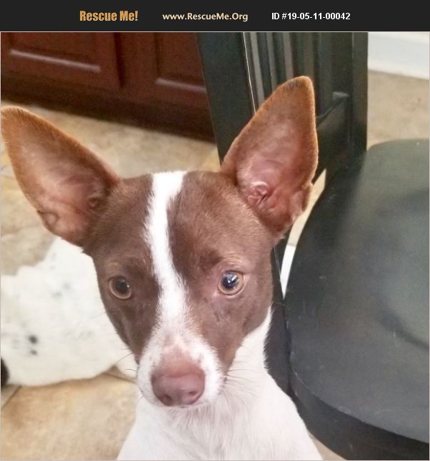 ADOPT 19051100042 ~ Rat Terrier Rescue ~ Sharpsburg, GA