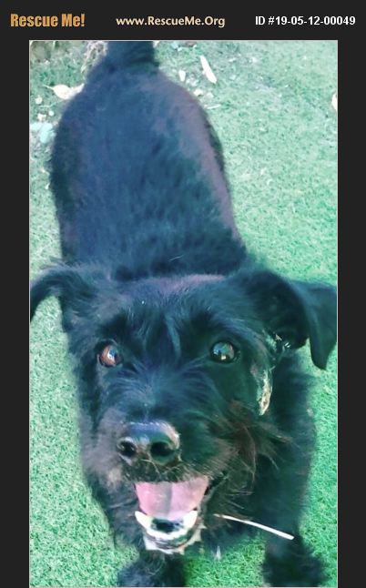 ADOPT 19051200049 ~ Scottish Terrier Rescue ~ San Diego County, CA