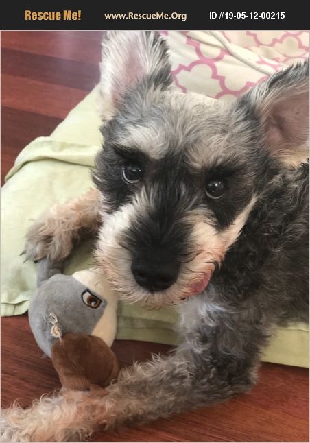 ADOPT 19051200215 ~ Schnauzer Rescue ~ Miramar, FL