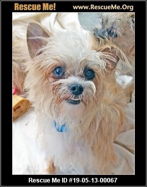 - Georgia Yorkie Rescue - ADOPTIONS - Rescue Me!