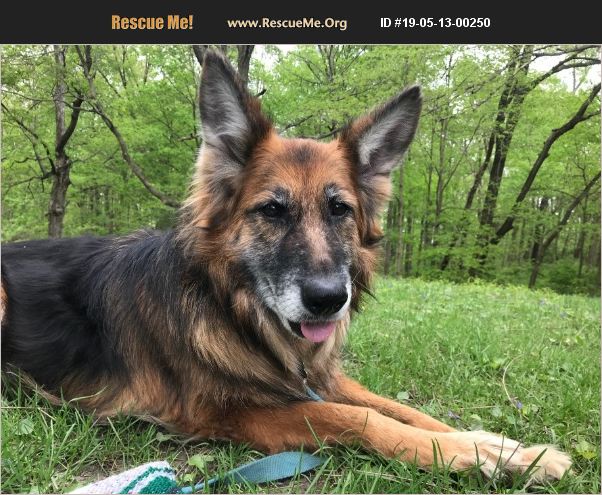ADOPT 19051300250 ~ German Shepherd Rescue ~ Indianapolis, IN