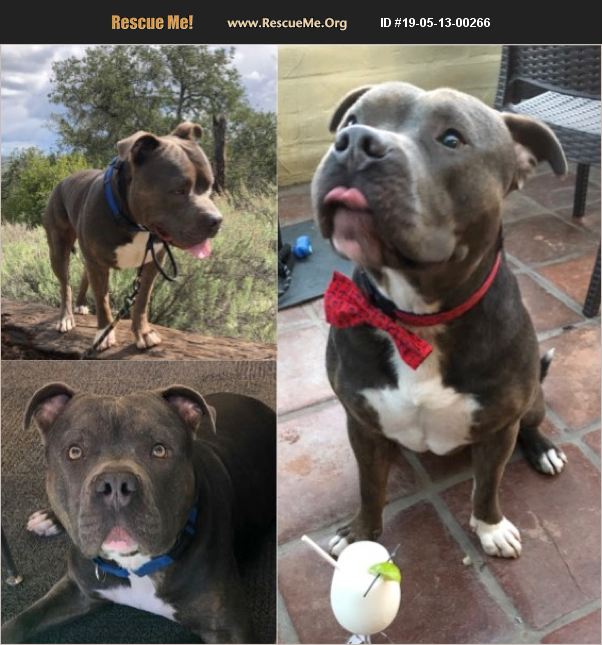 ADOPT 19051300266 ~ Pit Bull Rescue ~ Oregon