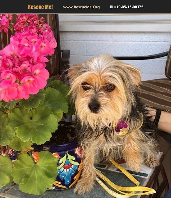 ADOPT 19051300375 ~ Yorkie Rescue ~ Chandler, AZ