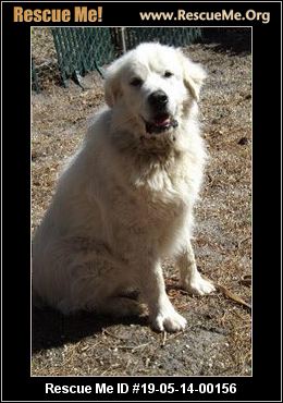 - Massachusetts Dog Rescue - ADOPTIONS - Rescue Me!