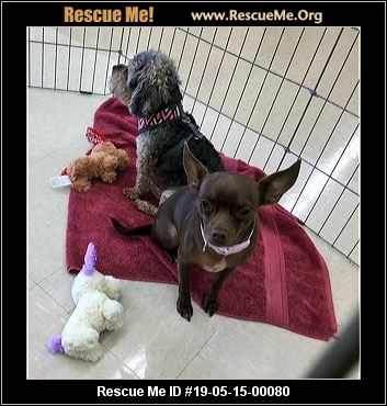 - Florida Yorkie Rescue - ADOPTIONS - Rescue Me!