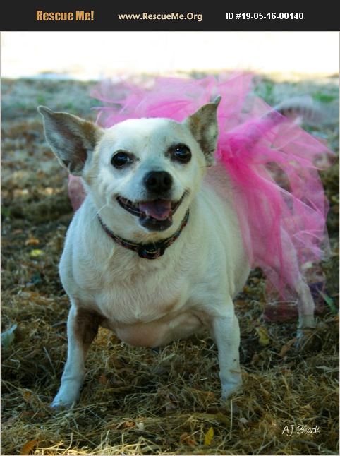 ADOPT 19051600140 ~ Chihuahua Rescue ~ Santa Maria, CA
