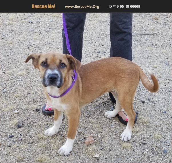 ADOPT 19051800009 ~ Boxer Rescue ~ Phoenix, AZ