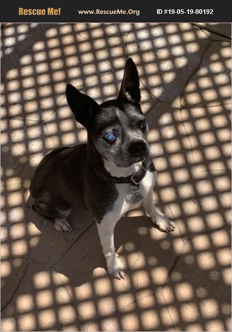 ADOPT 19051900192 ~ Boston Terrier Rescue ~ Sacramento, CA