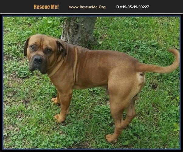 ADOPT 19051900227 ~ Bullmastiff Rescue ~ Austin, TX