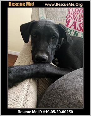 - Colorado Lab Rescue - ADOPTIONS - Rescue Me!