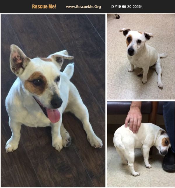 ADOPT 19052000264 ~ Jack Russell Rescue ~ Oklahoma