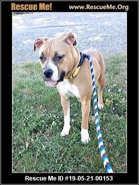 - Tennessee Boxer Rescue - ADOPTIONS - Rescue Me!