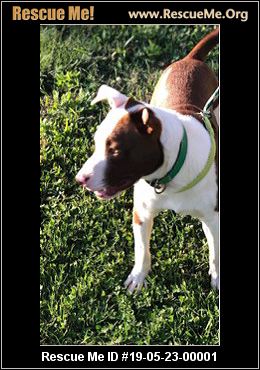 - North Carolina Pit Bull Rescue - ADOPTIONS - Rescue Me!