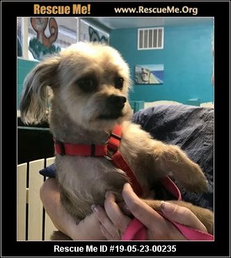 - Arizona Yorkie Rescue - ADOPTIONS - Rescue Me!