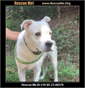 - Connecticut Boxer Rescue - ADOPTIONS - Rescue Me!