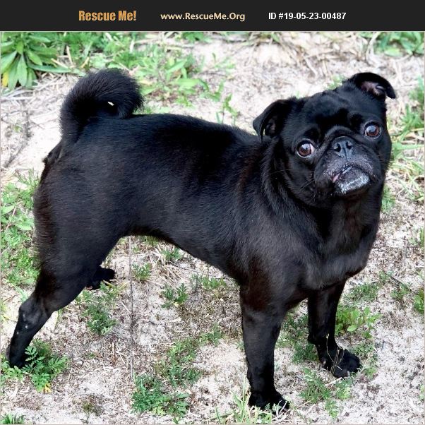 ADOPT 19052300487 ~ Pug Rescue ~ Pensacola, FL