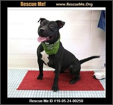 - Ohio Pit Bull Rescue - ADOPTIONS - Rescue Me!